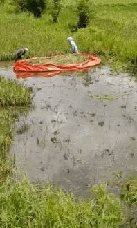 Hampir 800 Hektar Tanaman Padi Rawa Lebak Di OKI Terendam – Kayuagung Radio